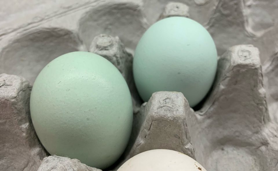 Blue Hatching Eggs From Lavender Self-Blue Ameraucanas