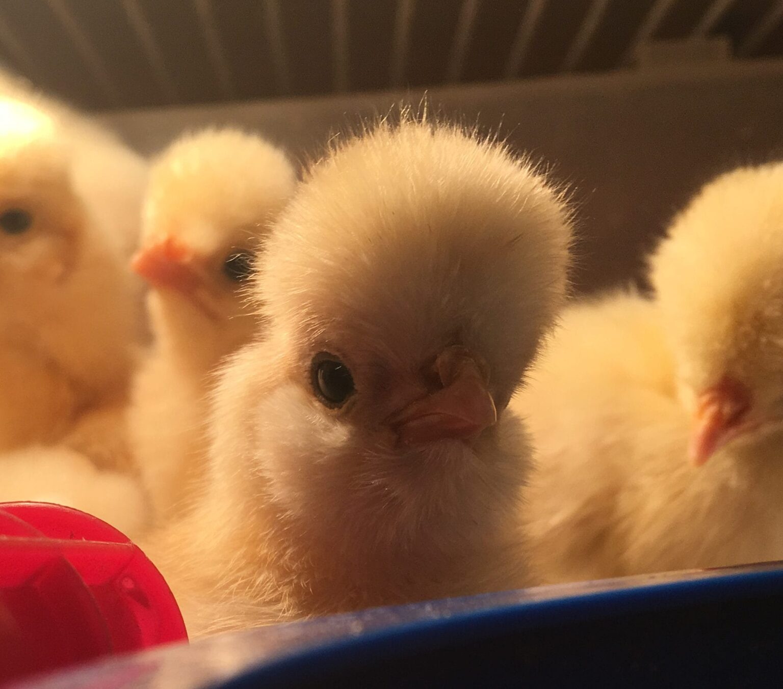 Buff Laced Polish — Maine Homestead Magazine