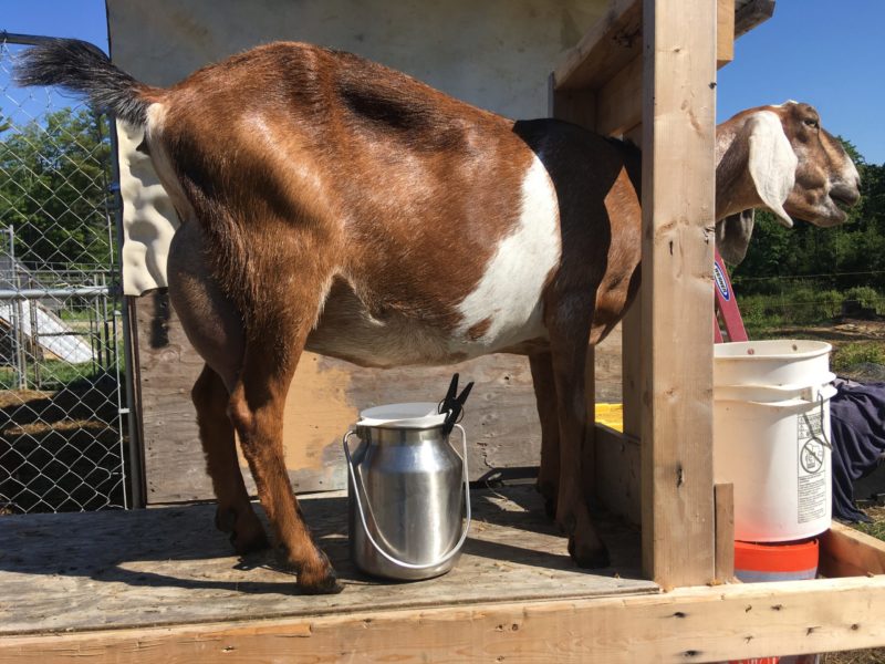 Sold Goats, Buying Pigs — Maine Homestead Magazine By Wheaton Woodlands