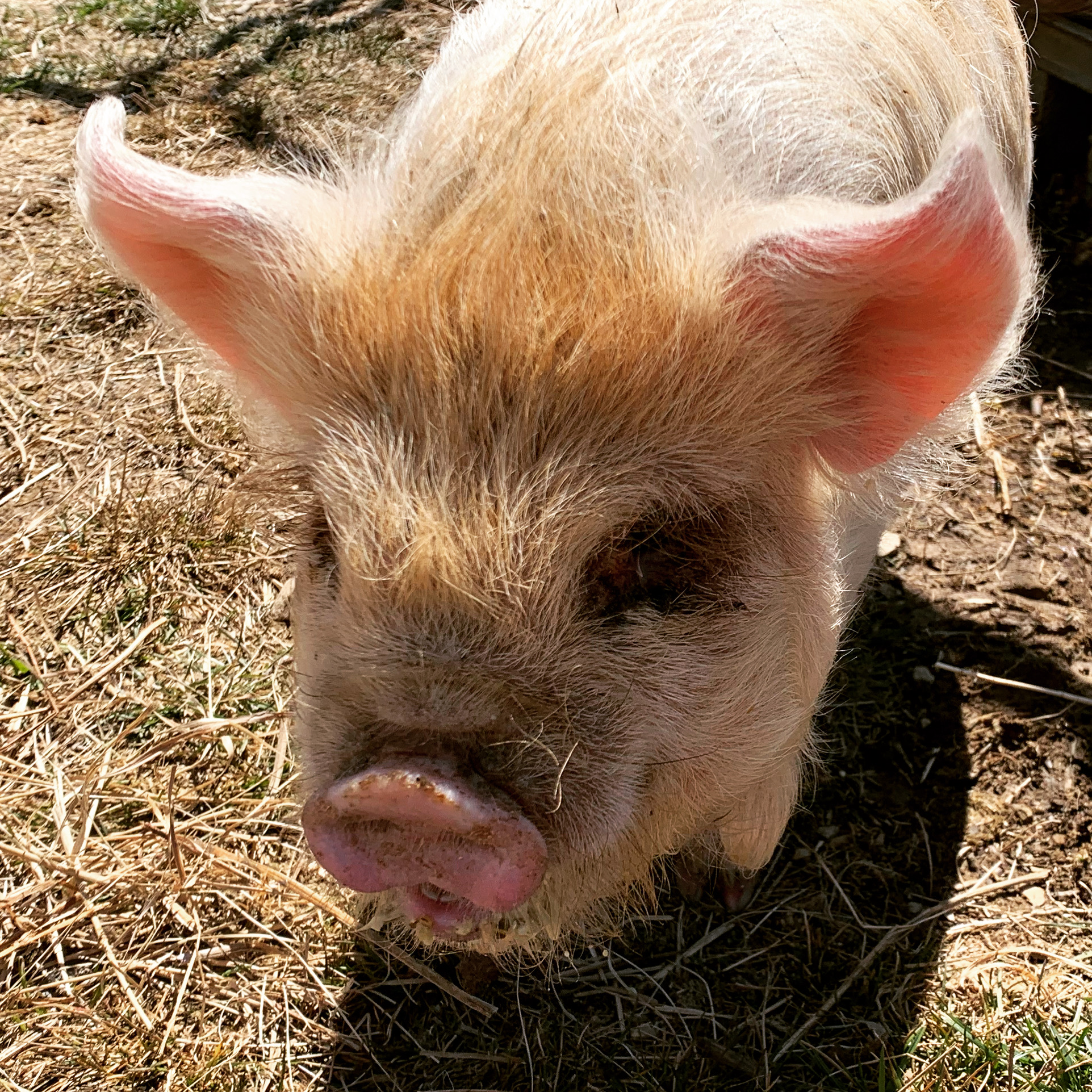Pigs Have Arrived! — Maine Homestead Magazine