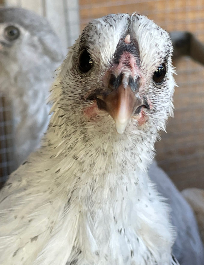 Deathlayer Chickens: Breed Info And Buy Hatching Eggs