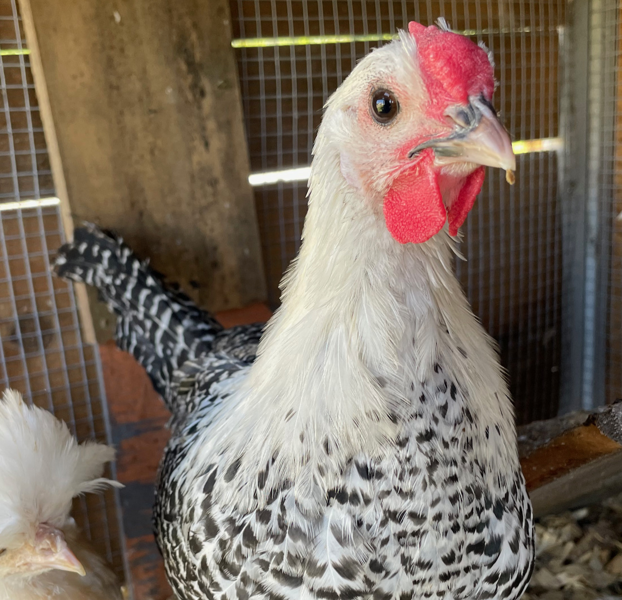 Deathlayer Chickens: Breed Info And Buy Hatching Eggs