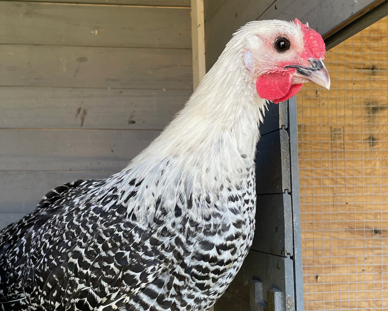 Maine Homestead Magazine – A publication by Wheaton Farm