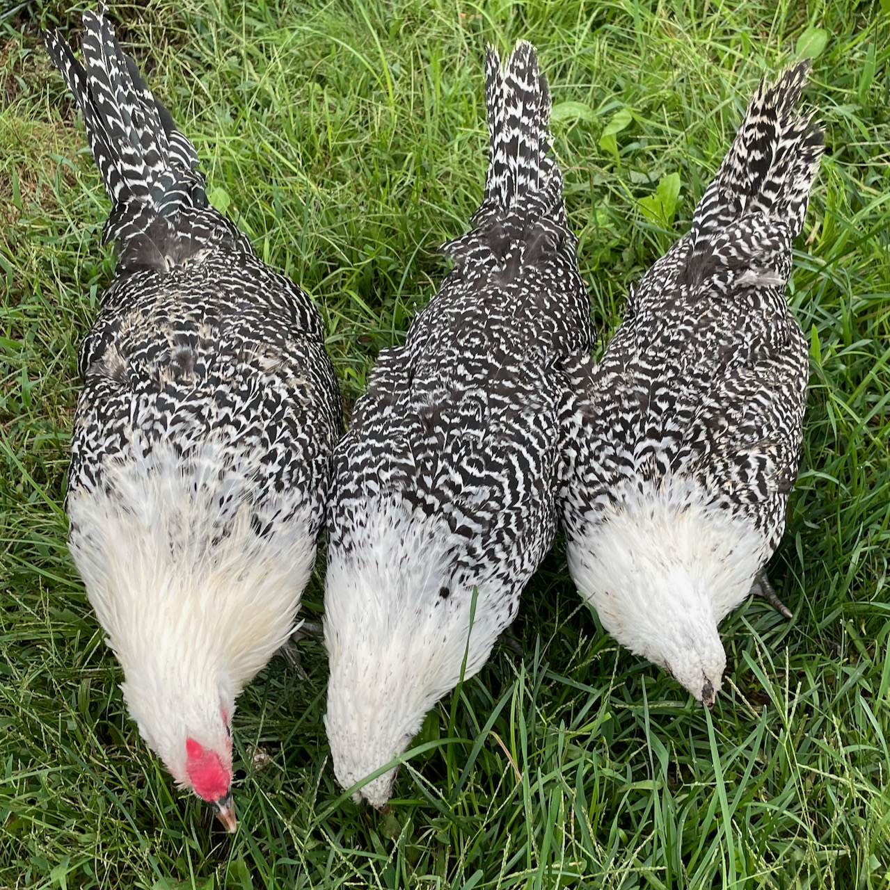 Deathlayer Chickens: Breed Info And Buy Hatching Eggs