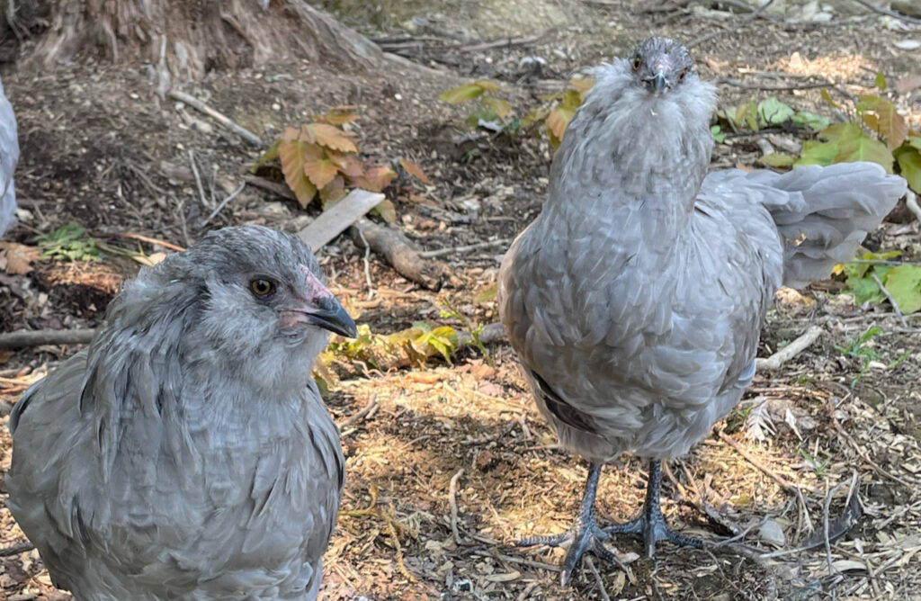 Blue Hatching Eggs From Lavender Self-Blue Ameraucanas