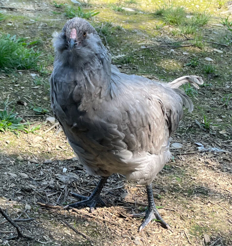 About Lavender Ameraucana Chickens