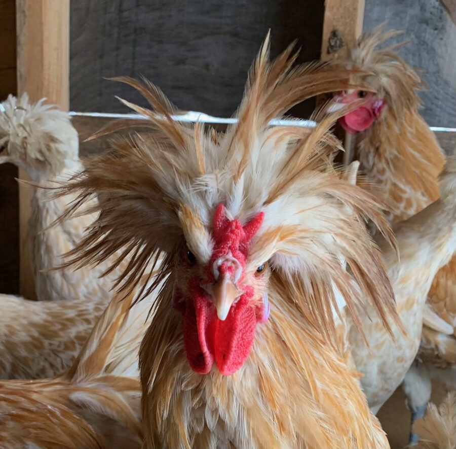 Buff Laced Polish — Maine Homestead Magazine By Wheaton Woodlands