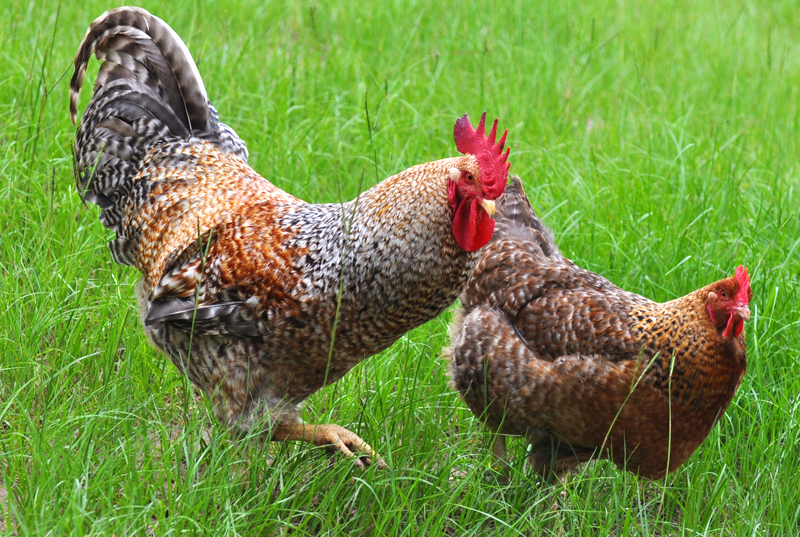 3 Autosexing Chicken Breeds: What Breed Is Best?