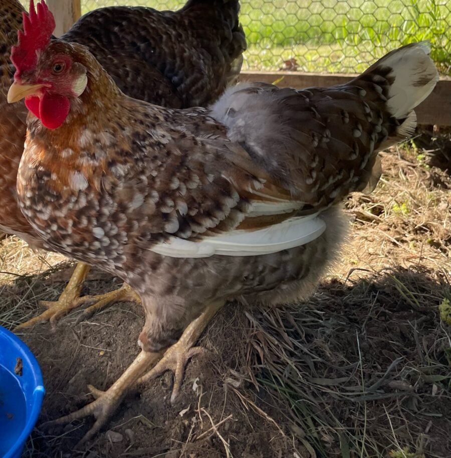 3 Autosexing Chicken Breeds: What Breed Is Best?