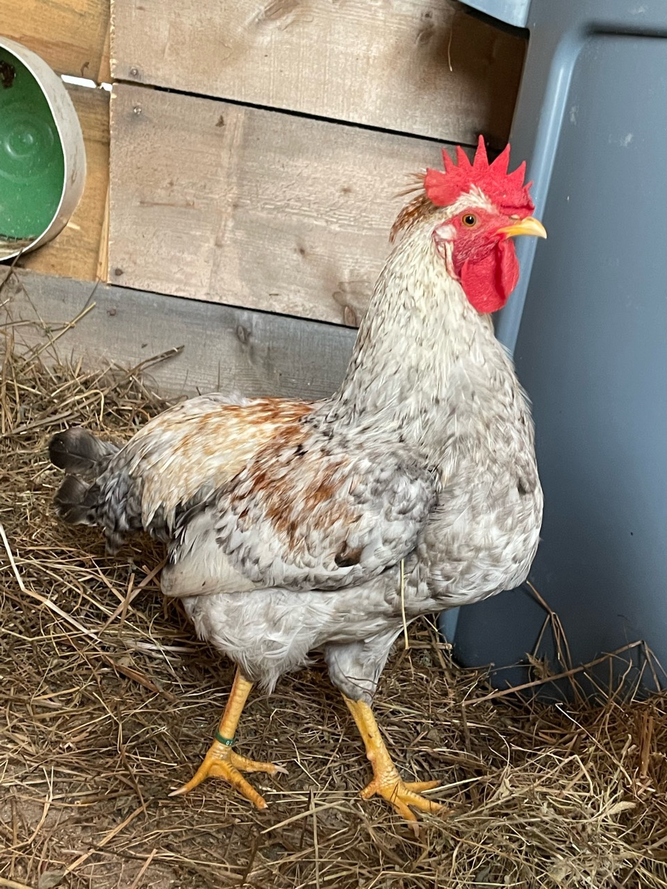 Cream Crested Legbar Is An Autosexing Chicken Breed With Blue Eggs