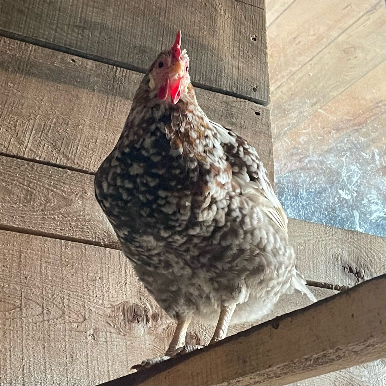 Breeds Archives — Maine Homestead Magazine By Wheaton Woodlands