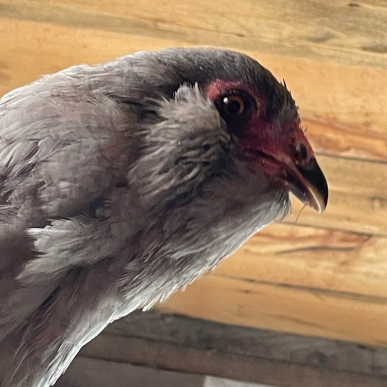 About Lavender Ameraucana Chickens